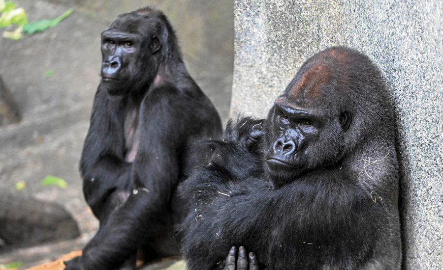 Chicago Zoo Designs an Outdoor Primate Paradise | Engineering News-Record